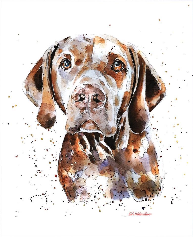 Vizsla Club of Illinois – The Velcro Dog